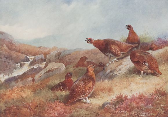 Bonhams : THORBURN (ARCHIBALD) Game Birds and Wild-Fowl of Great ...