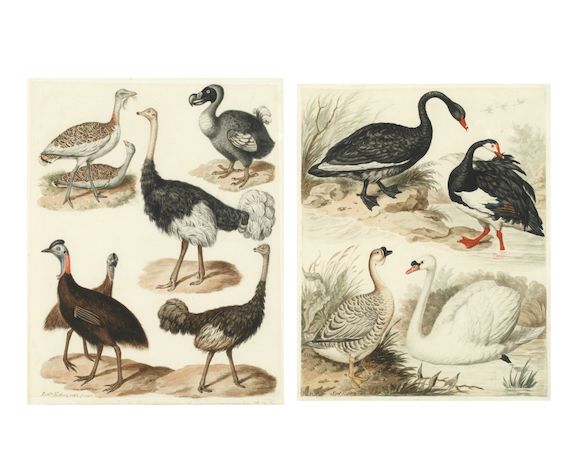 Bonhams : Sydenham Teast Edwards (British, 1768-1819) A pair of studies ...