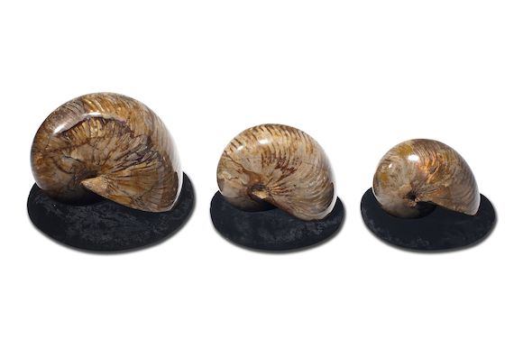 Bonhams : Three polished nautilus specimens, Madagascar, Jurassic ...