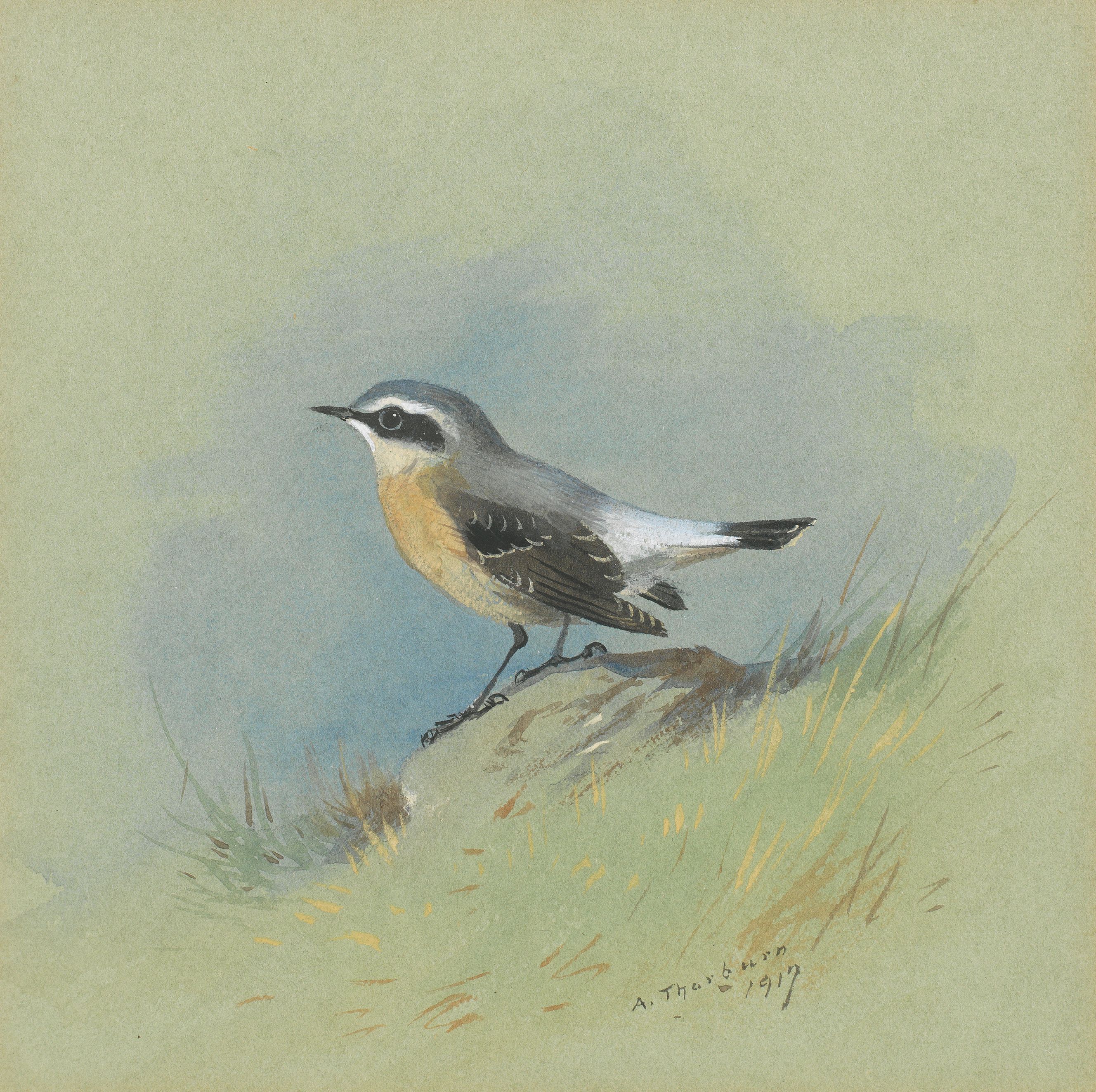 Bonhams : Archibald Thorburn (British, 1860-1935) A male Wheatear