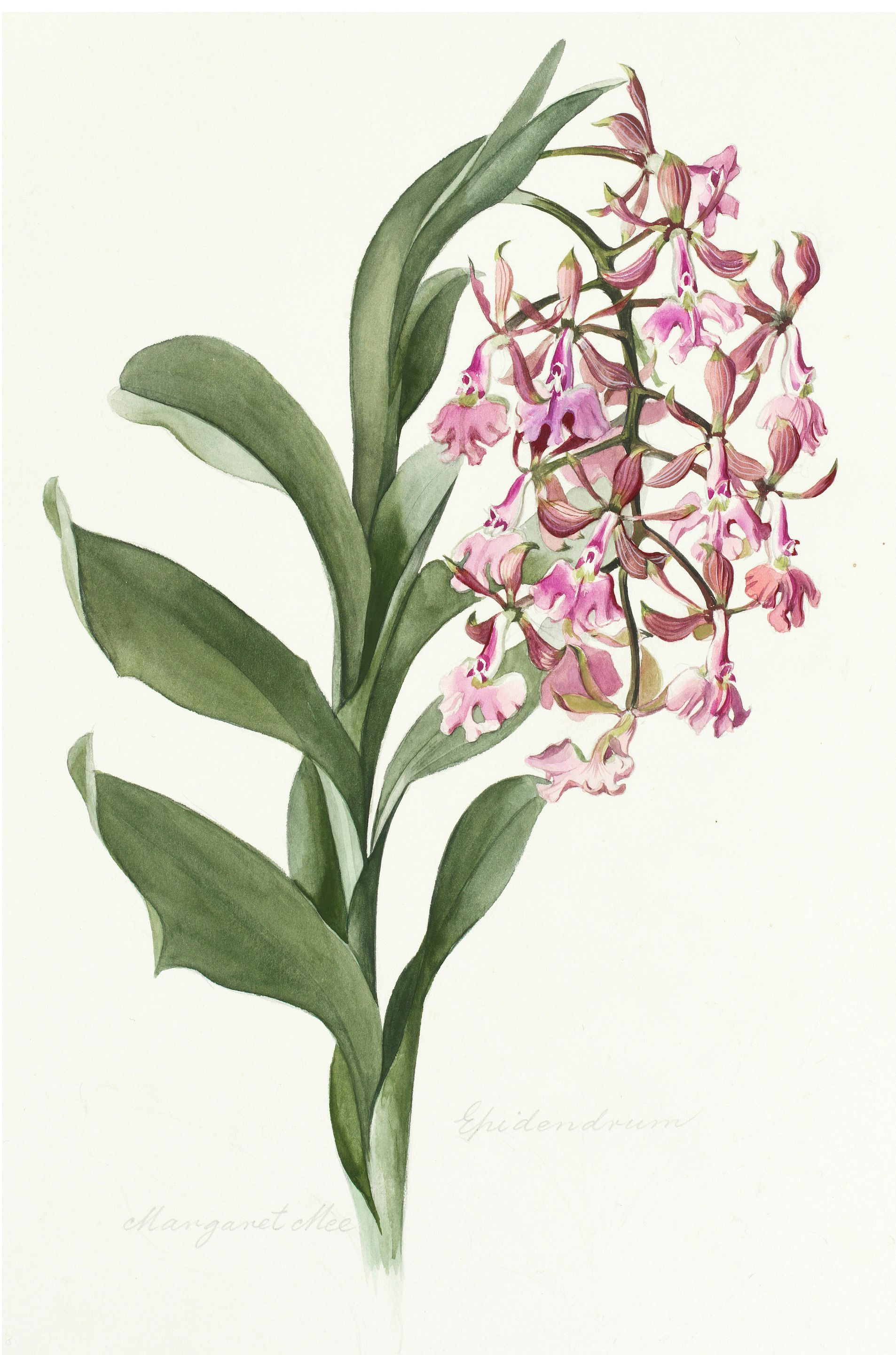 Bonhams : MEE (MARGARET) Flowers of the Brazilian Forests, NUMBER 50 OF ...