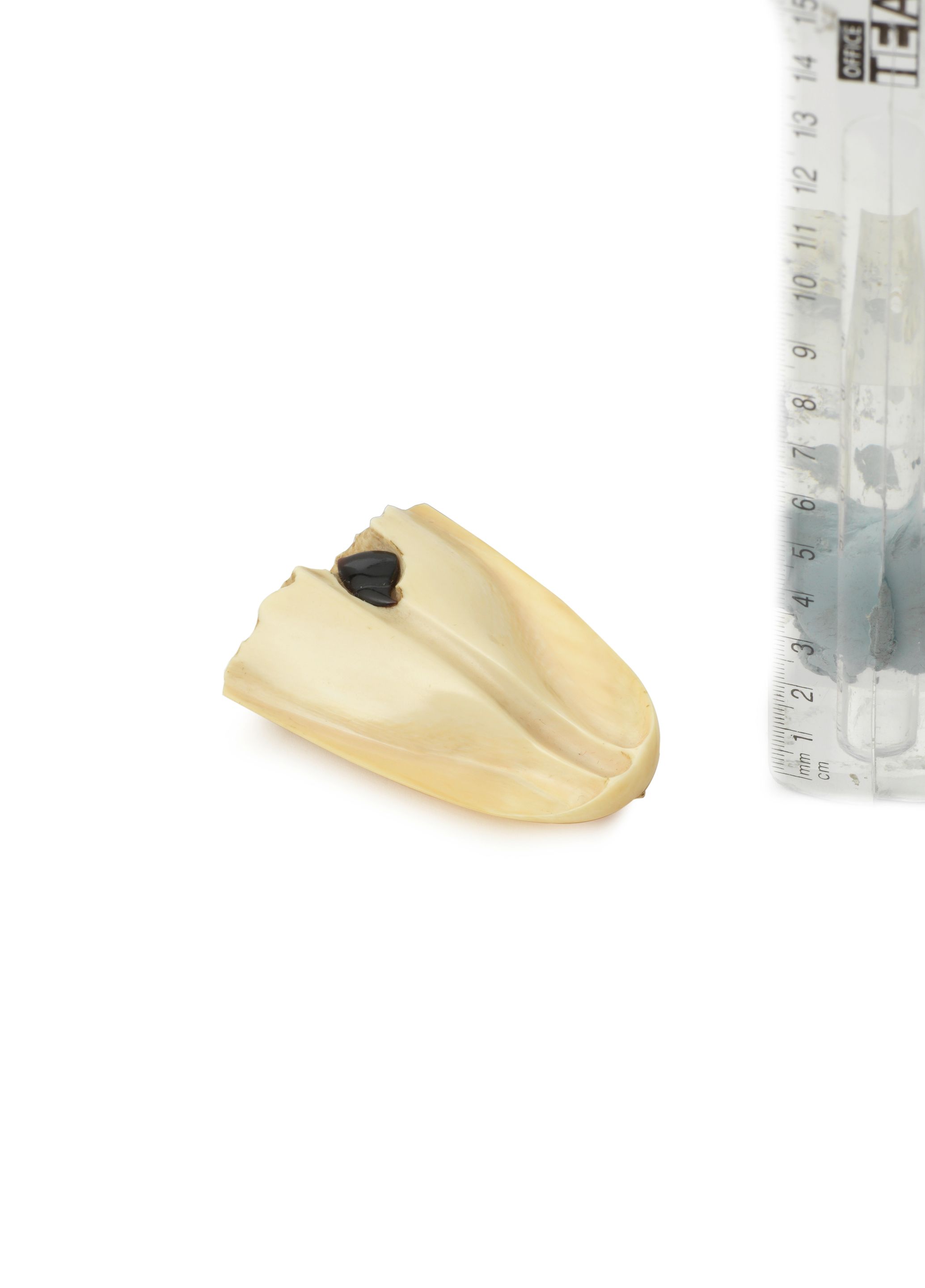 Bonhams : An ivory netsuke of a cuttlebone By Ueda Kohosai, Osaka, late ...