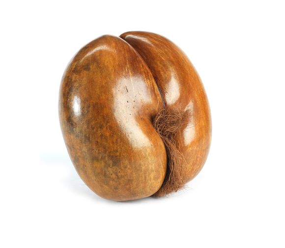Bonhams : Two coco de mer nuts(Lodoicea maldivica)