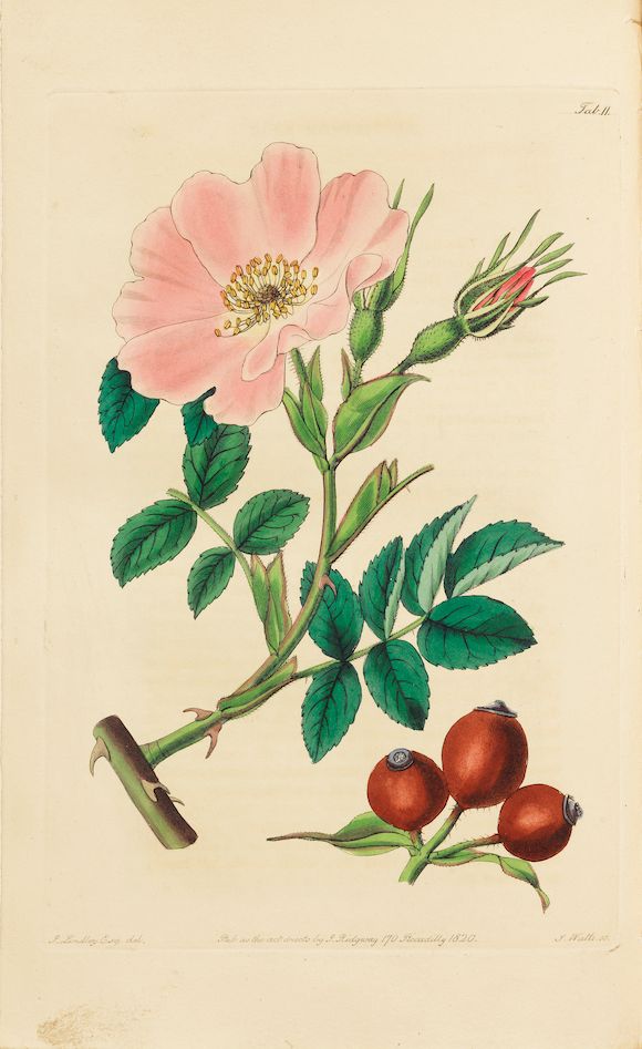 Bonhams : LINDLEY (JOHN) Rosarum Monographia; or, a Botanical History ...