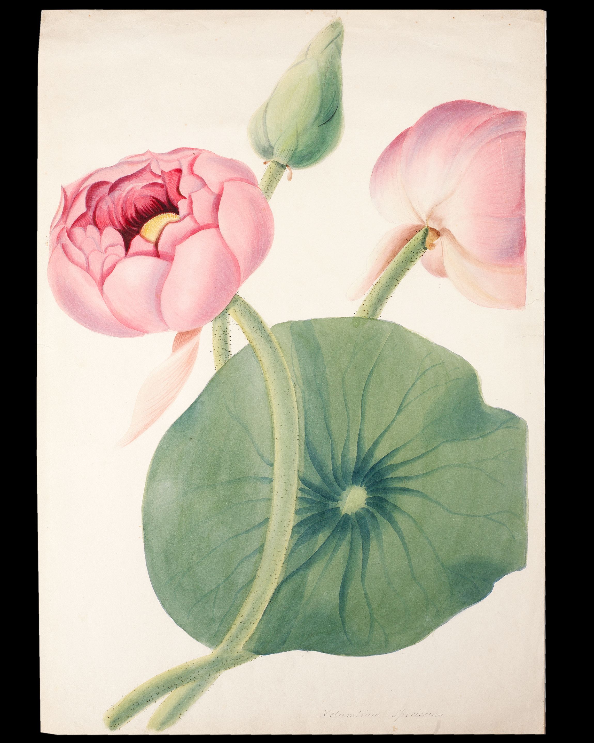Bonhams : A study of a lotus flower (nelumbium speciosum) Company ...