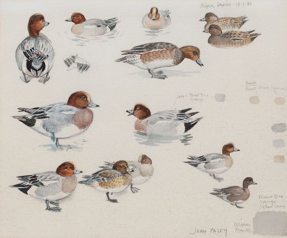 Bonhams : John Paley, (20th Century) Studies of a Widgeon