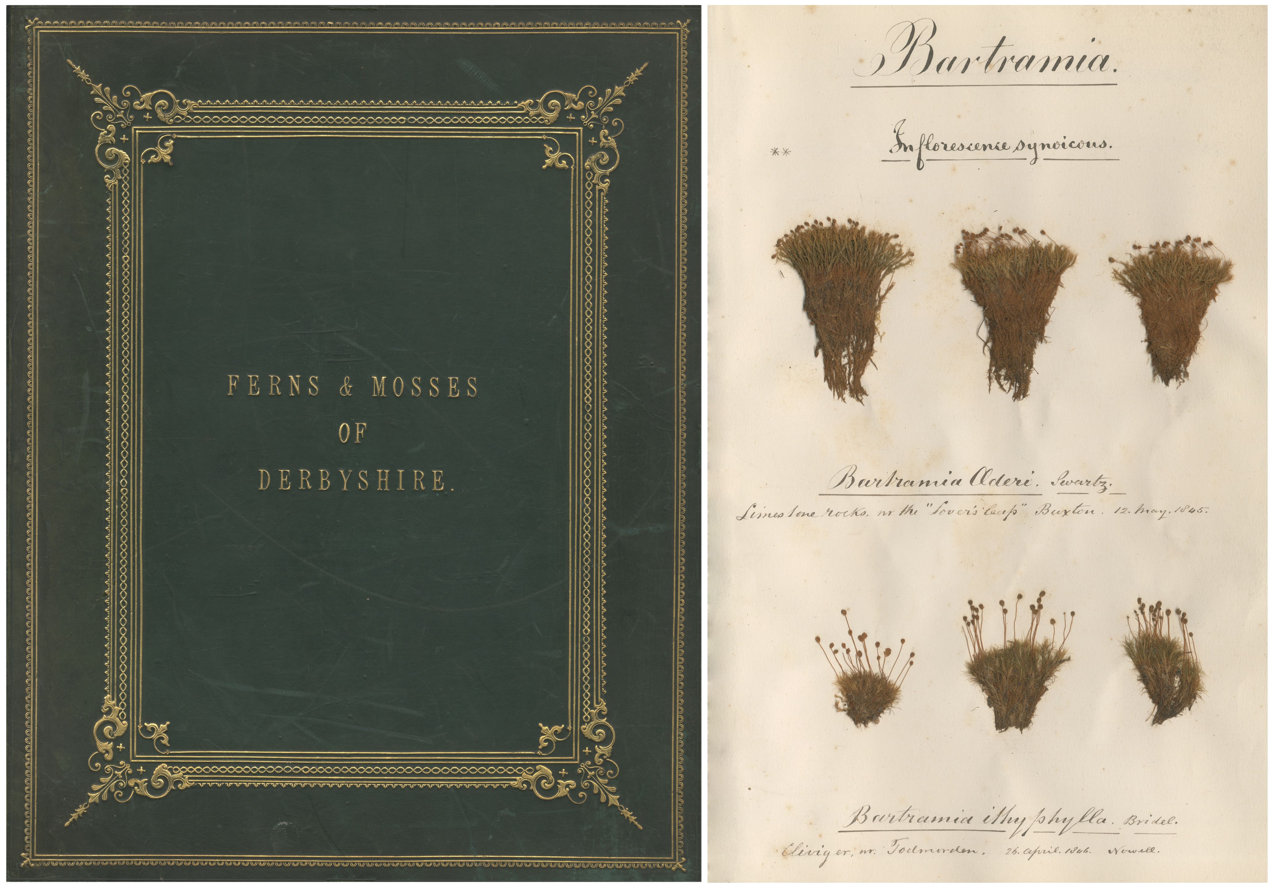 Bonhams : BRITISH MOSSES AND FERNS WOOD (J.B.) Bryologia Britannica ...
