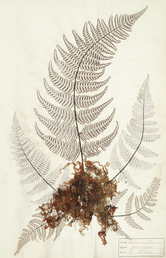 Bonhams : INDIA - DARJEELING Darjeeling Ferns "Mounted by Mrs. P ...