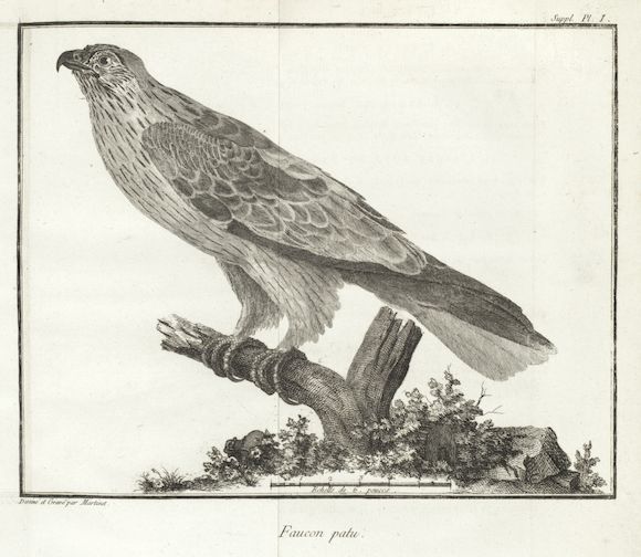 Bonhams : BRISSON (MATHURIN JACQUES) Ornithologie ou méthode contenant ...