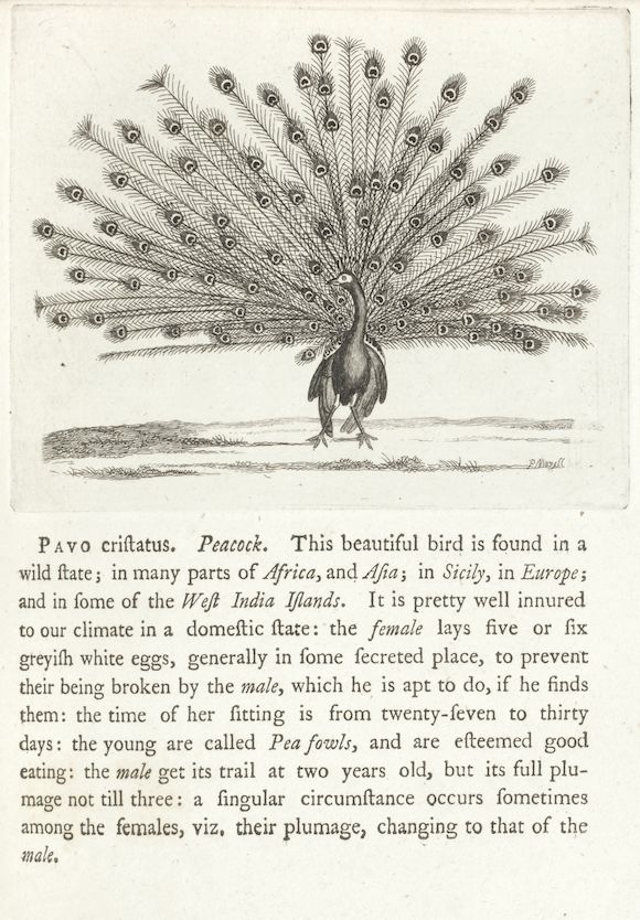 Bonhams : WALCOTT (JOHN) Synopsis of British Birds, 2 vol., W. Justins ...