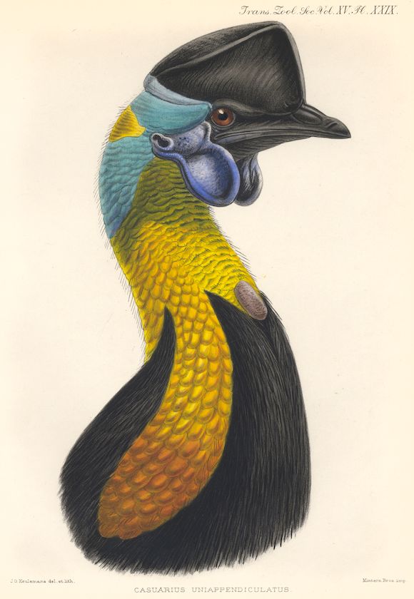 Bonhams : ROTHSCHILD (LIONEL WALTER) A Monograph of the Genus Casuarius ...