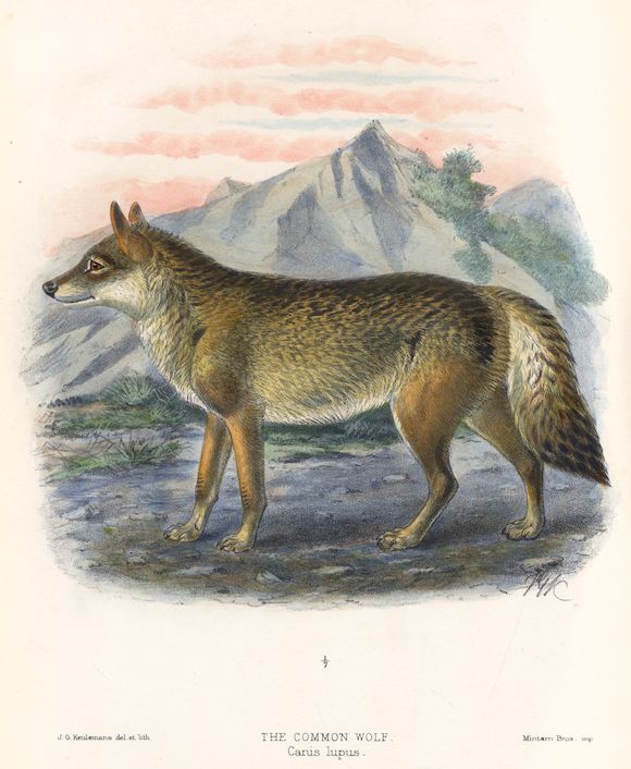 Bonhams : MIVART (ST. GEORGE JACKSON) Dogs, Jackals, Wolves, and Foxes ...