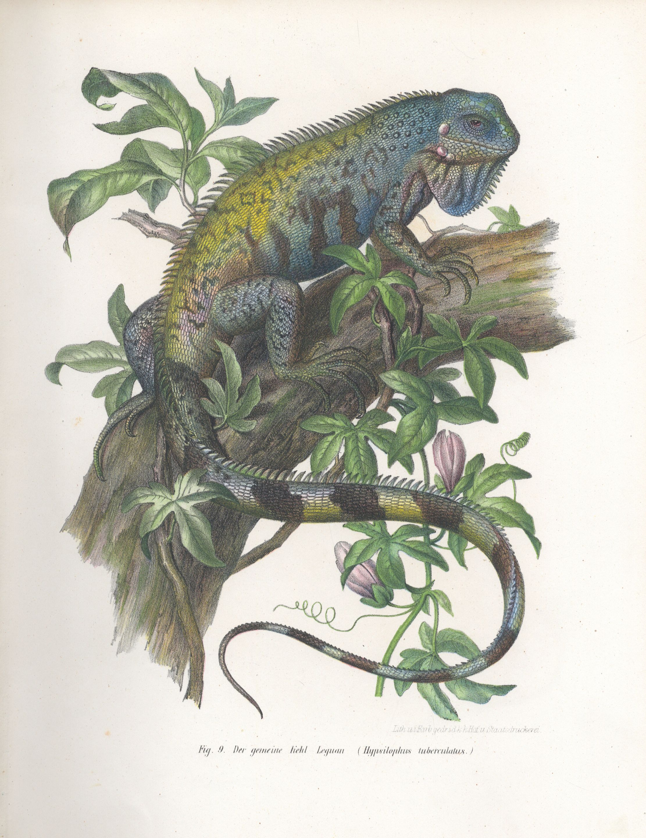 Bonhams : FITZINGER (LEOPOLD JOSEPH) Bilder-Atlas zur wissenschaftlich ...