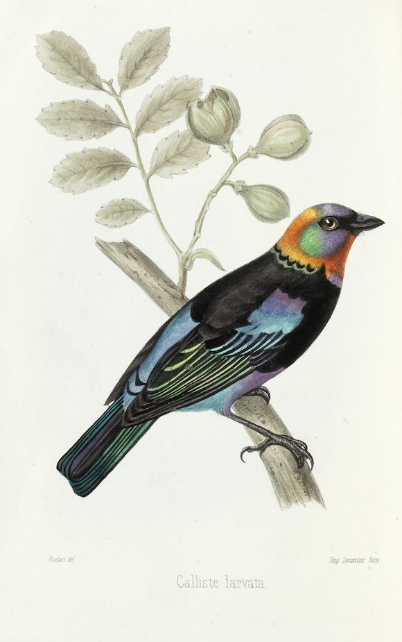 Bonhams : SCLATER (PHILIP LUTLEY) A Monograph of the Birds Forming the ...