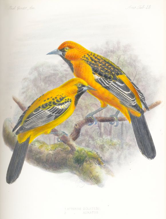 Bonhams : SALVIN (OSBERT) and FREDERICK DU CANE GODMAN Biologia ...