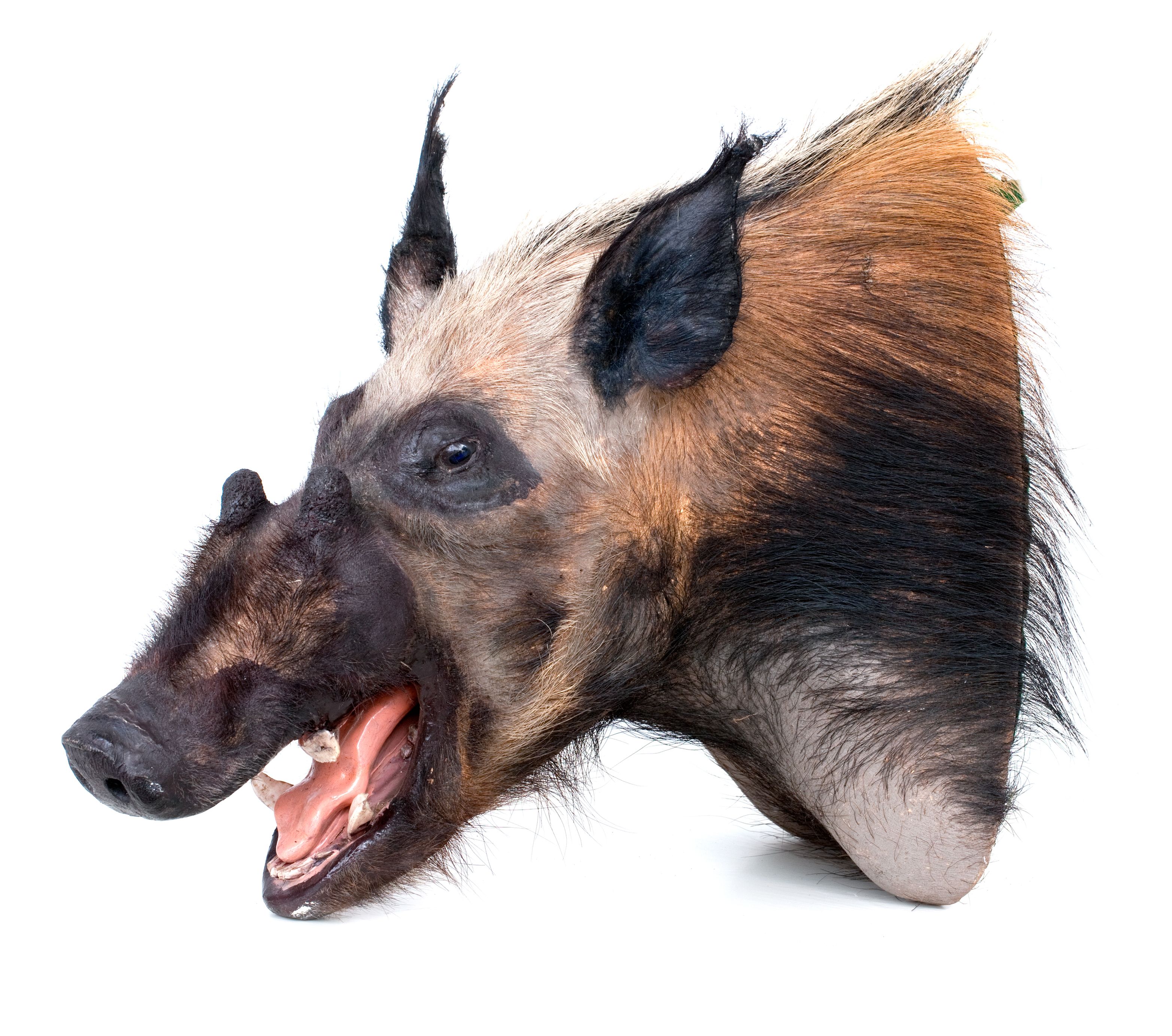 Bonhams : A mounted Common Bush Pig head