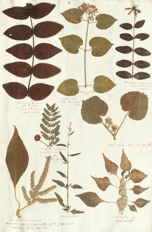 Bonhams : HERBARIUM - ITALIAN A seventeenth century Italian Hortus ...