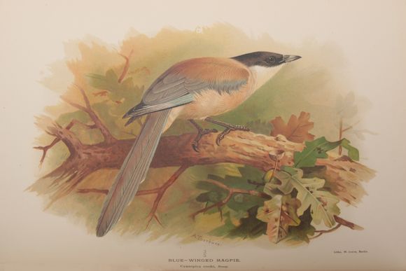 Bonhams : The Ornithology of the Straits of Gibraltar, second edition ...