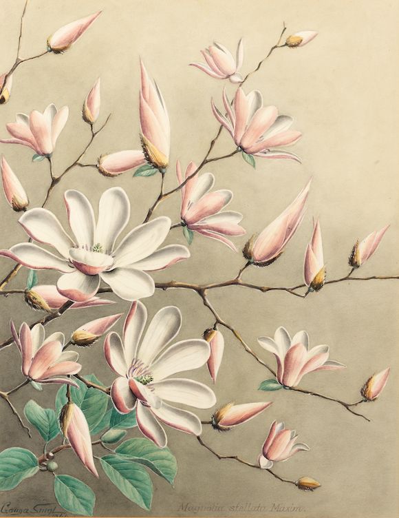 Bonhams : Five watercolour studies of flowering plants, by Thakur Ganga ...