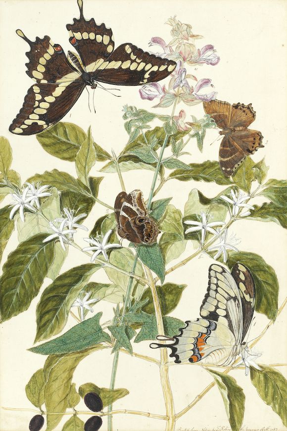 Bonhams : Thomas Robins The Younger (British, 1745-1806) Salvia ...