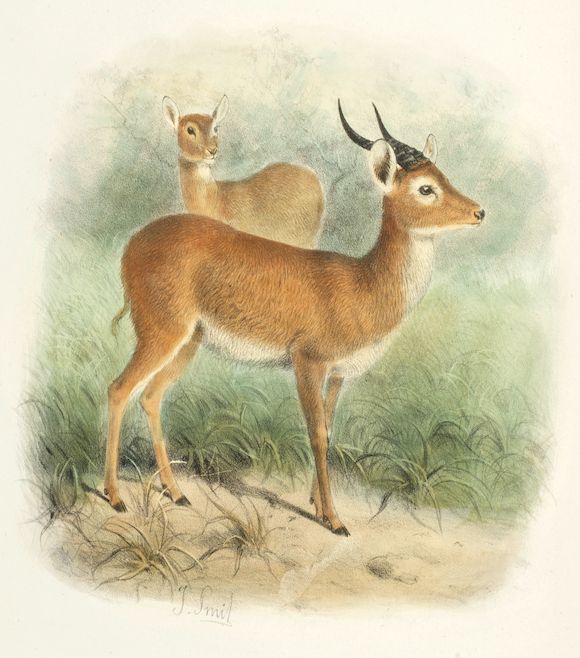 Bonhams : SCLATER (PHILIP LUTLEY) AND M.R. OLDFIELD THOMAS The Book of ...