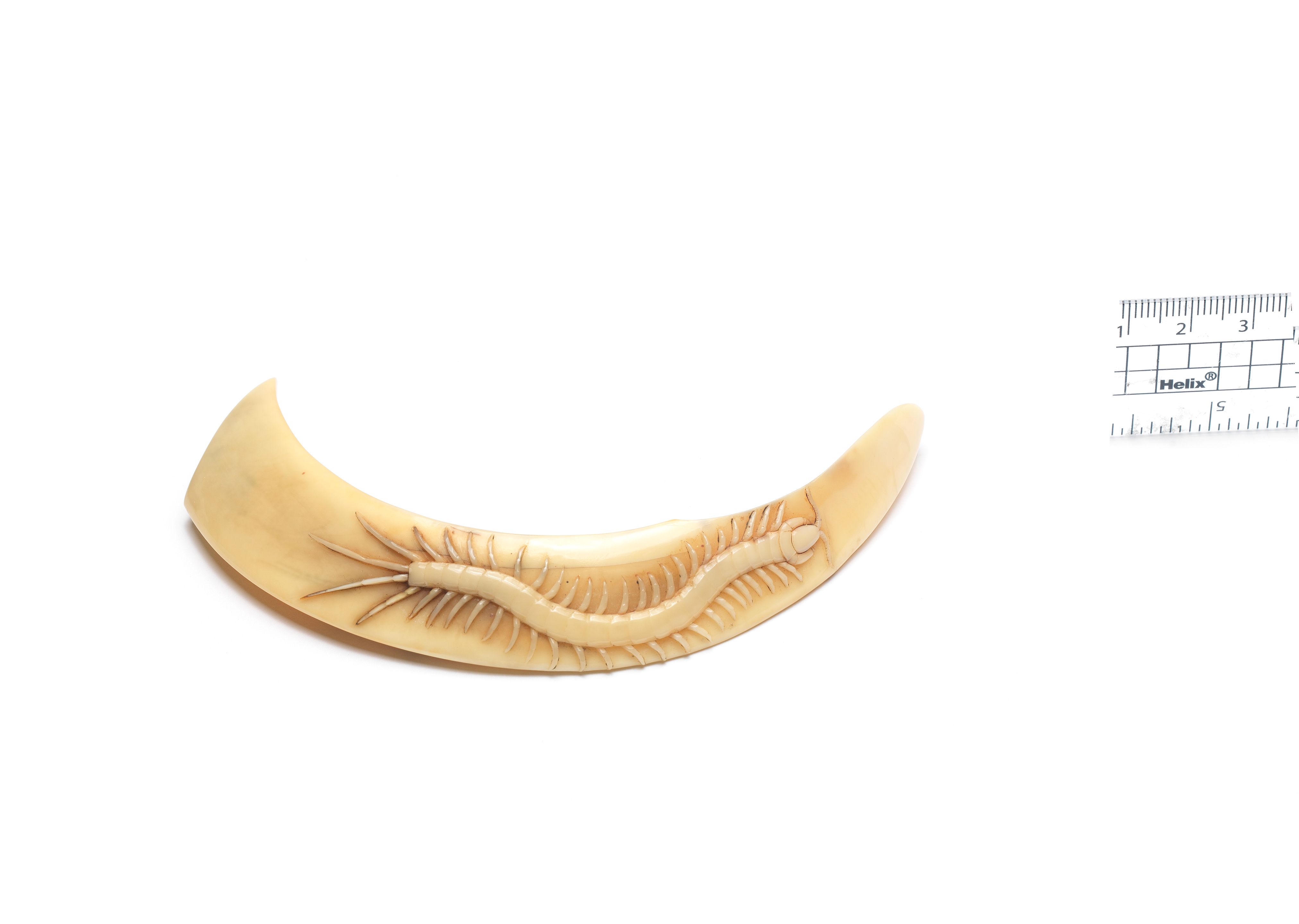 Bonhams : A boar-tusk netsuke of a centipede and ferns with a poem By ...