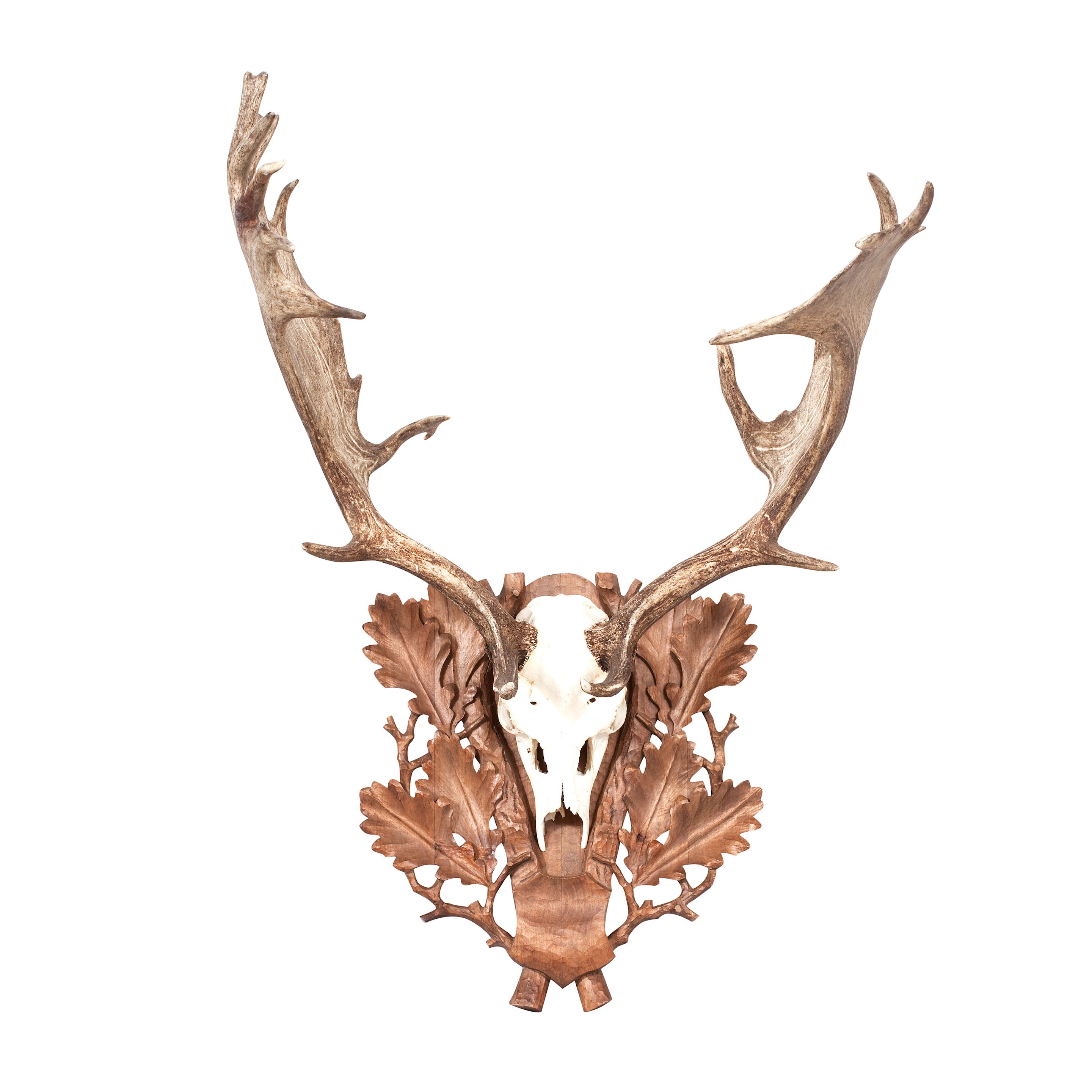 Bonhams : A set of record class fallow deer antlers