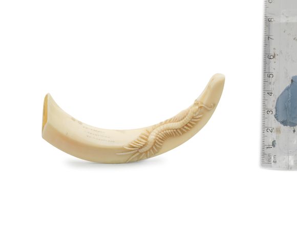 Bonhams : A boar-tusk netsuke with a centipede By Seiyodo Tomiharu ...