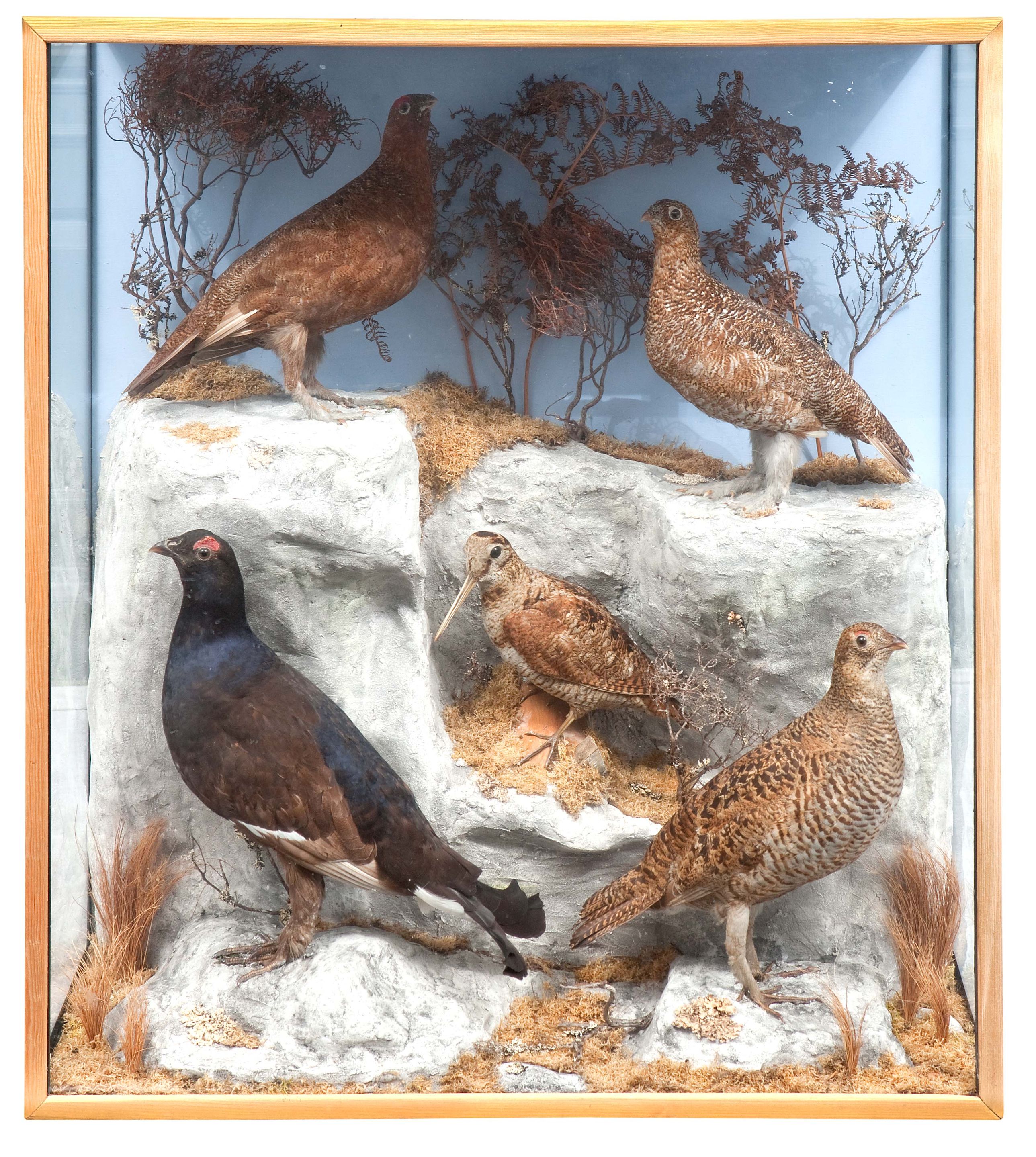 Bonhams : A large cased display of Highland Game Birds