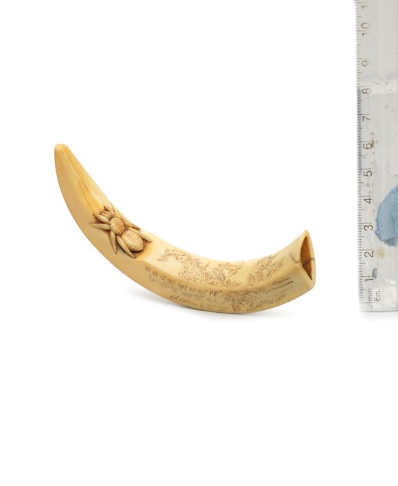 Bonhams : A boar-tusk netsuke with a spider and ferns By Seiyodo ...