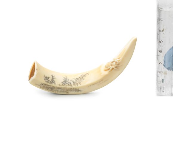 Bonhams : A boar-tusk netsuke with a spider and ferns By Seiyodo ...