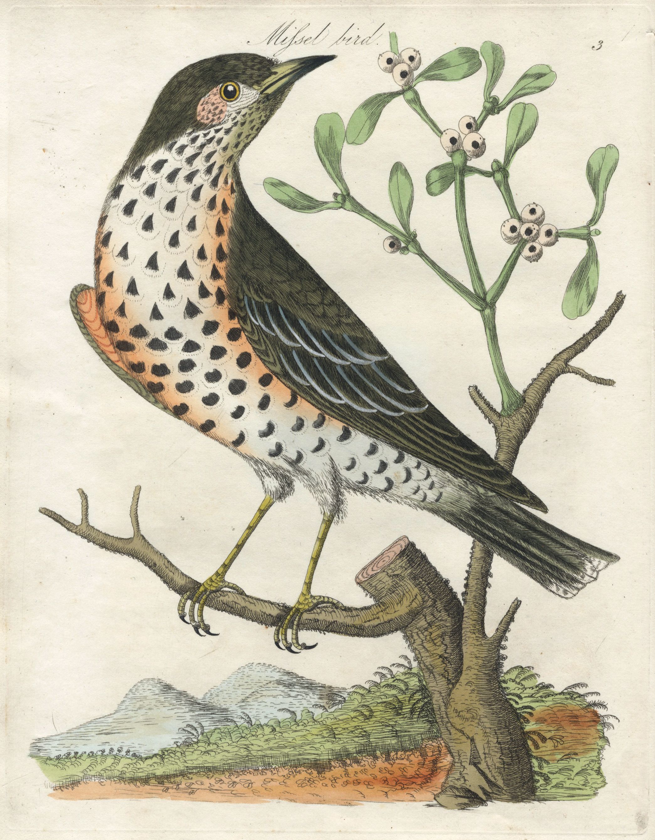 Bonhams : BOLTON (JAMES) Harmonia Ruralis... a Natural History of ...
