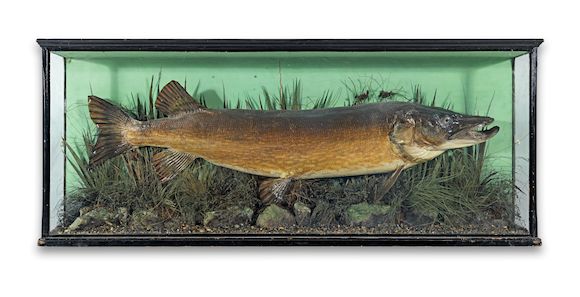 Bonhams : A large cased taxidermy Pike specimen