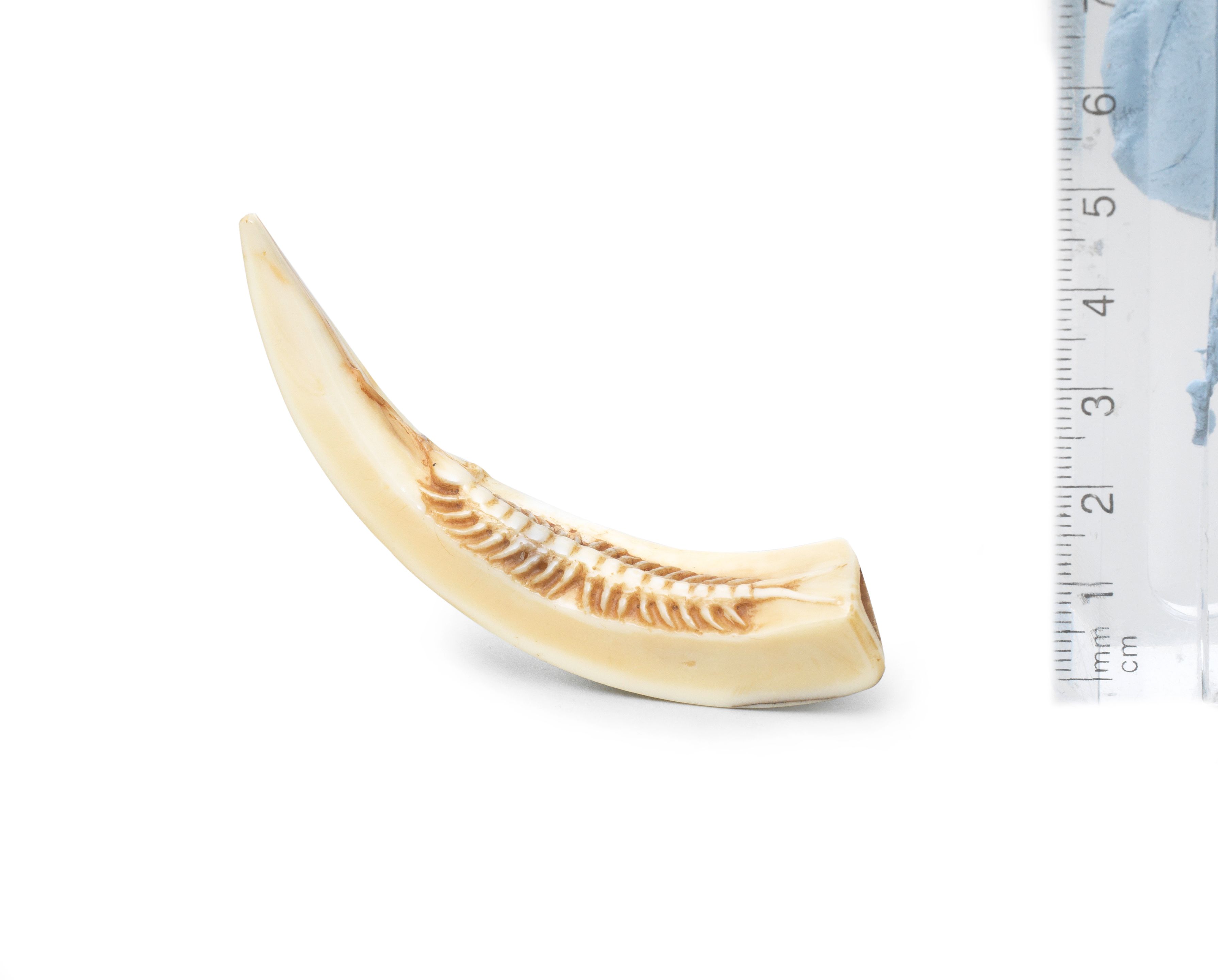 Bonhams : A small boar-tusk netsuke with a centipede By Shusui, Iwami ...