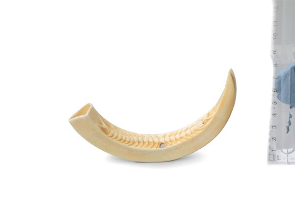 Bonhams : A large boar-tusk netsuke with a centipede and sutra By ...