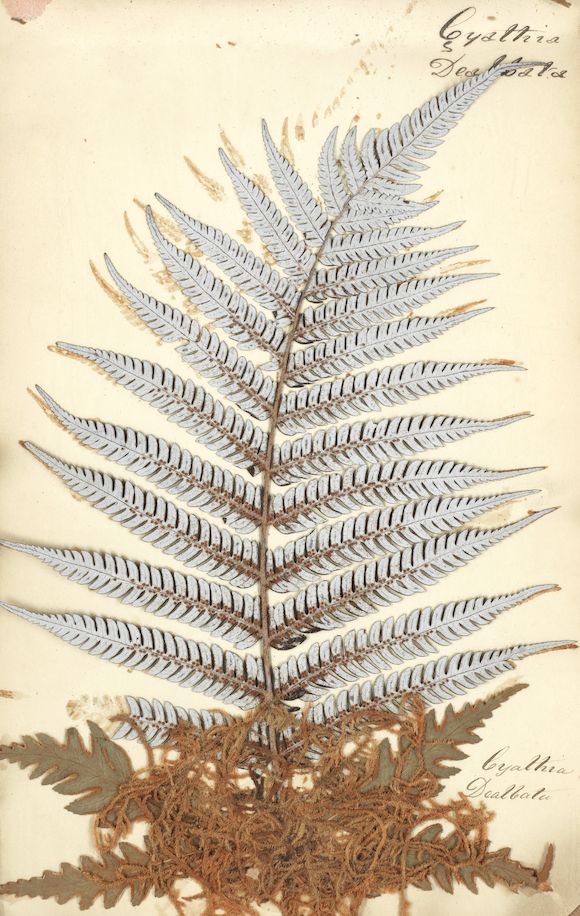 Bonhams : NEW ZEALAND FERNS Album of mounted New Zealand ferns ...
