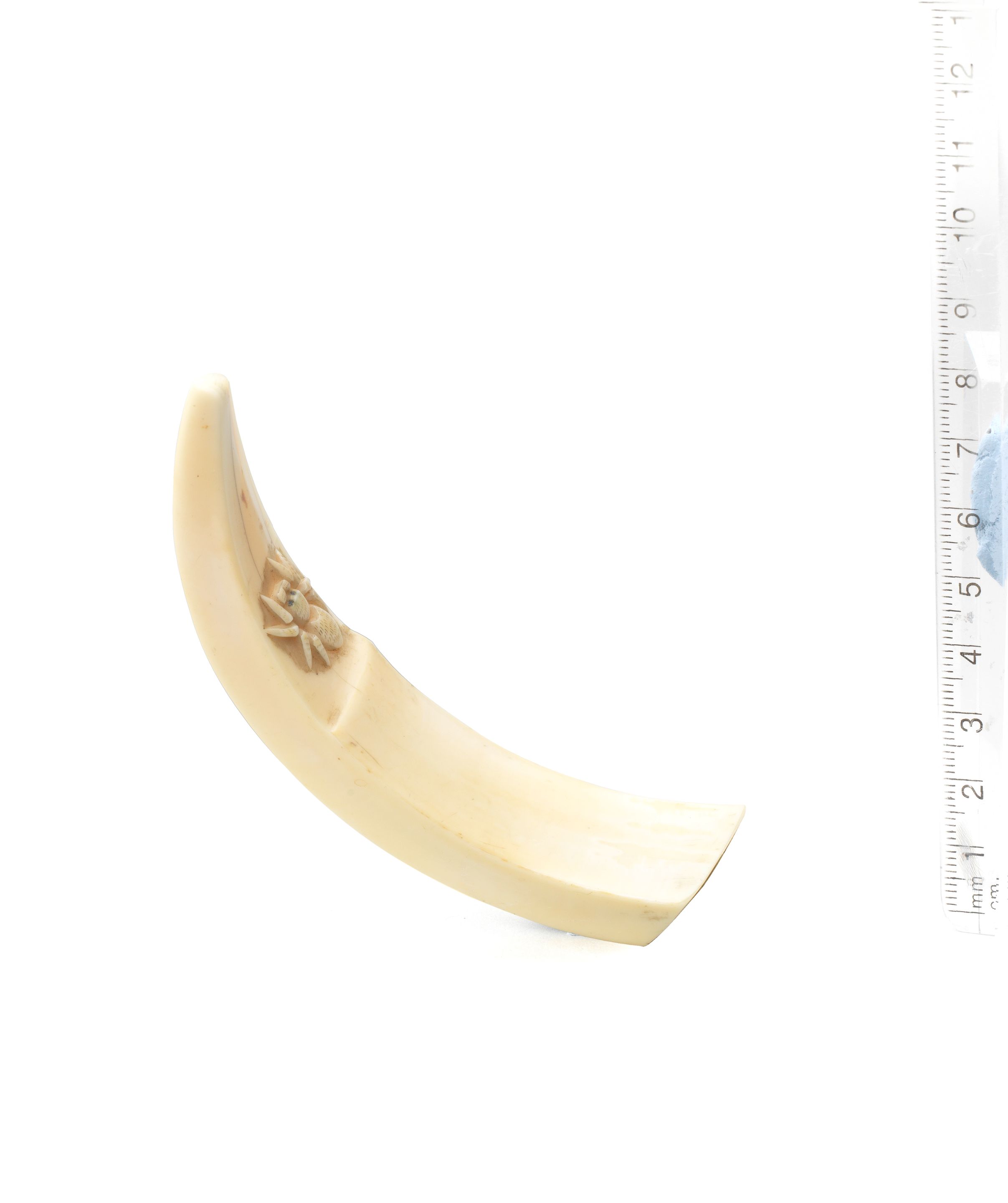 Bonhams : A boar tusk netsuke with a spider By Hoodai Fushiki, Iwami ...