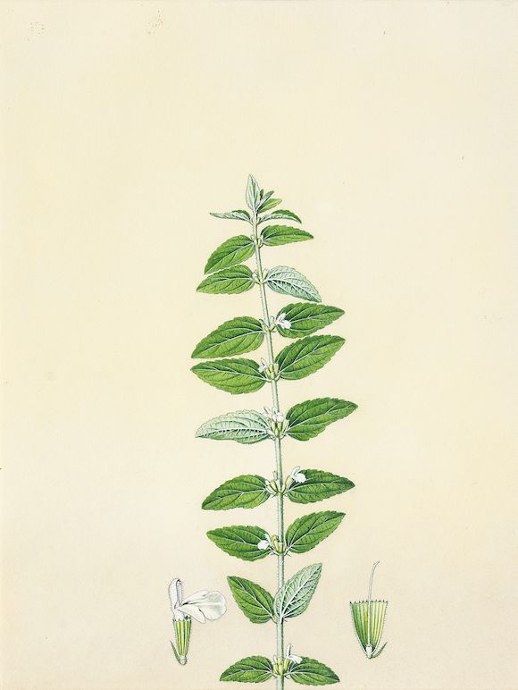 Bonhams : Twelve watercolour studies of flowering plants, by Thakur ...