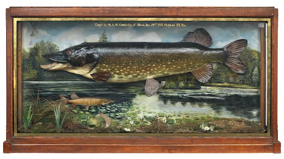 Bonhams : An impressive double cased Pike in a large decorated glazed ...