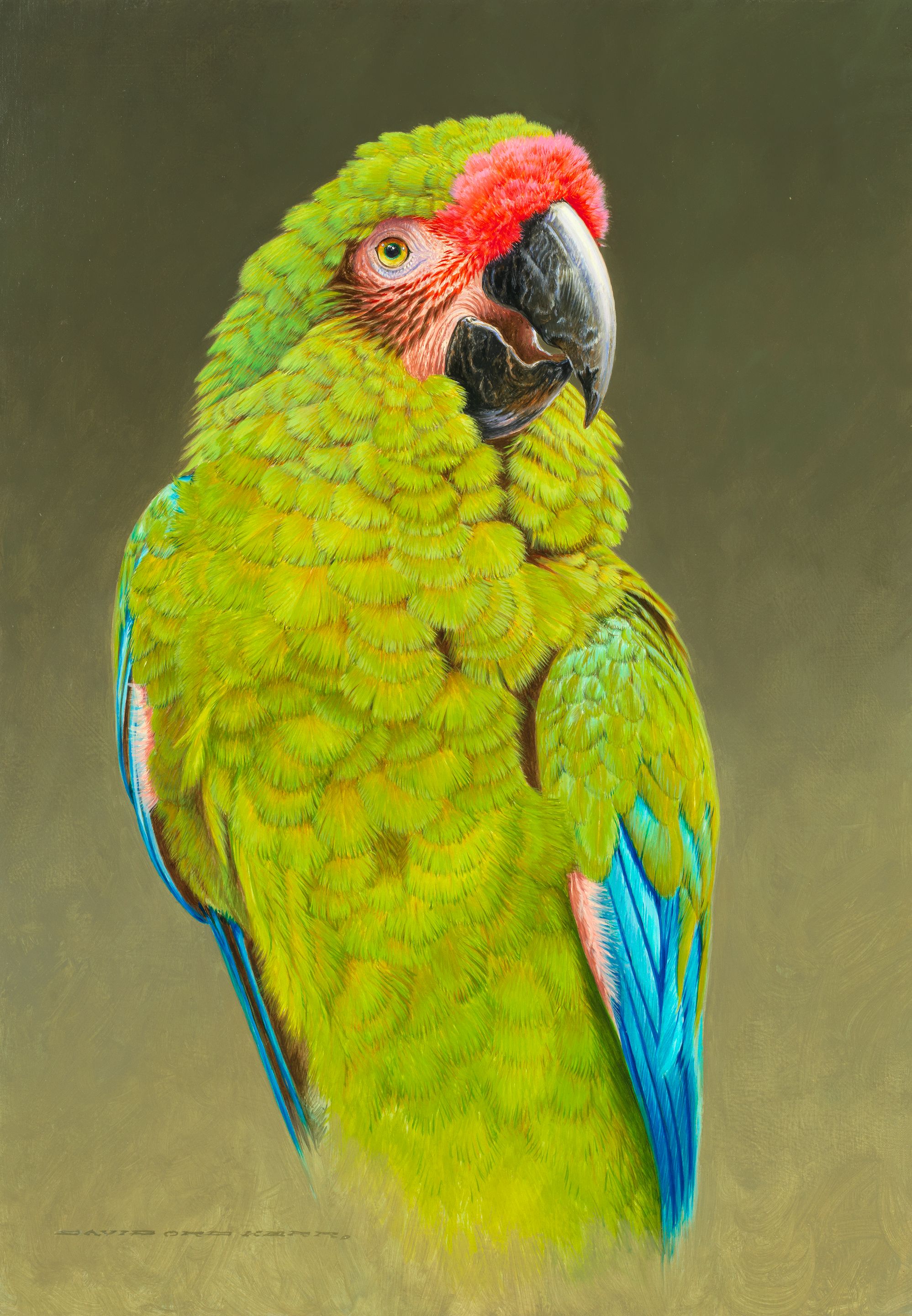 Bonhams : David Ord Kerr (British, born 1952) Military Macaw (Painted ...
