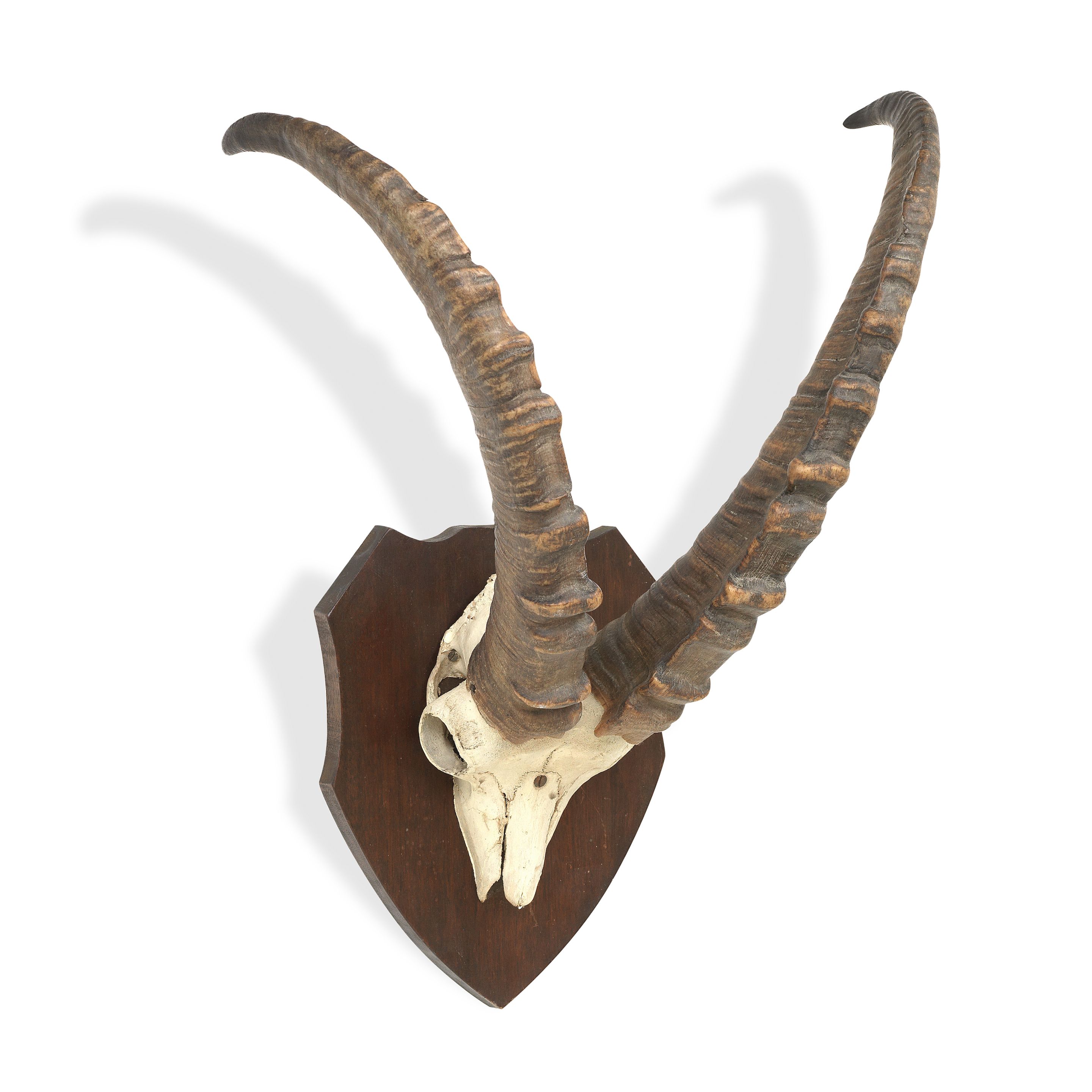 Bonhams : A PAIR OF WALIA IBEX HORNS Capra Walie