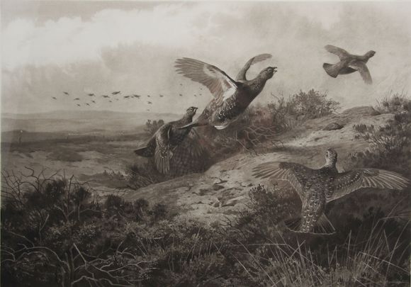 Bonhams : Archibald Thorburn (British, 1860-1935) Grouse in Flight ...