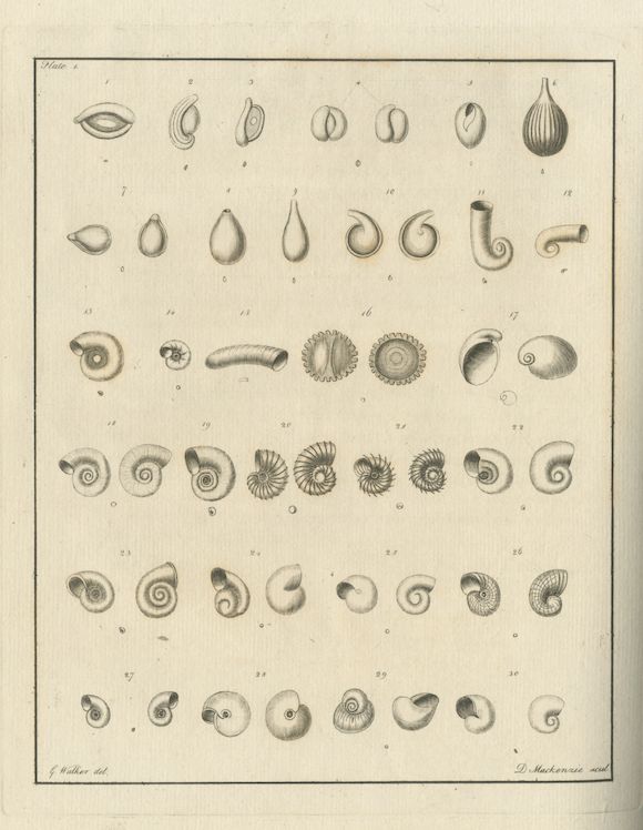 Bonhams : KENT - TOPOGRAPHY AND NATURAL HISTORY BOYS (WILLIAM) Testacea ...