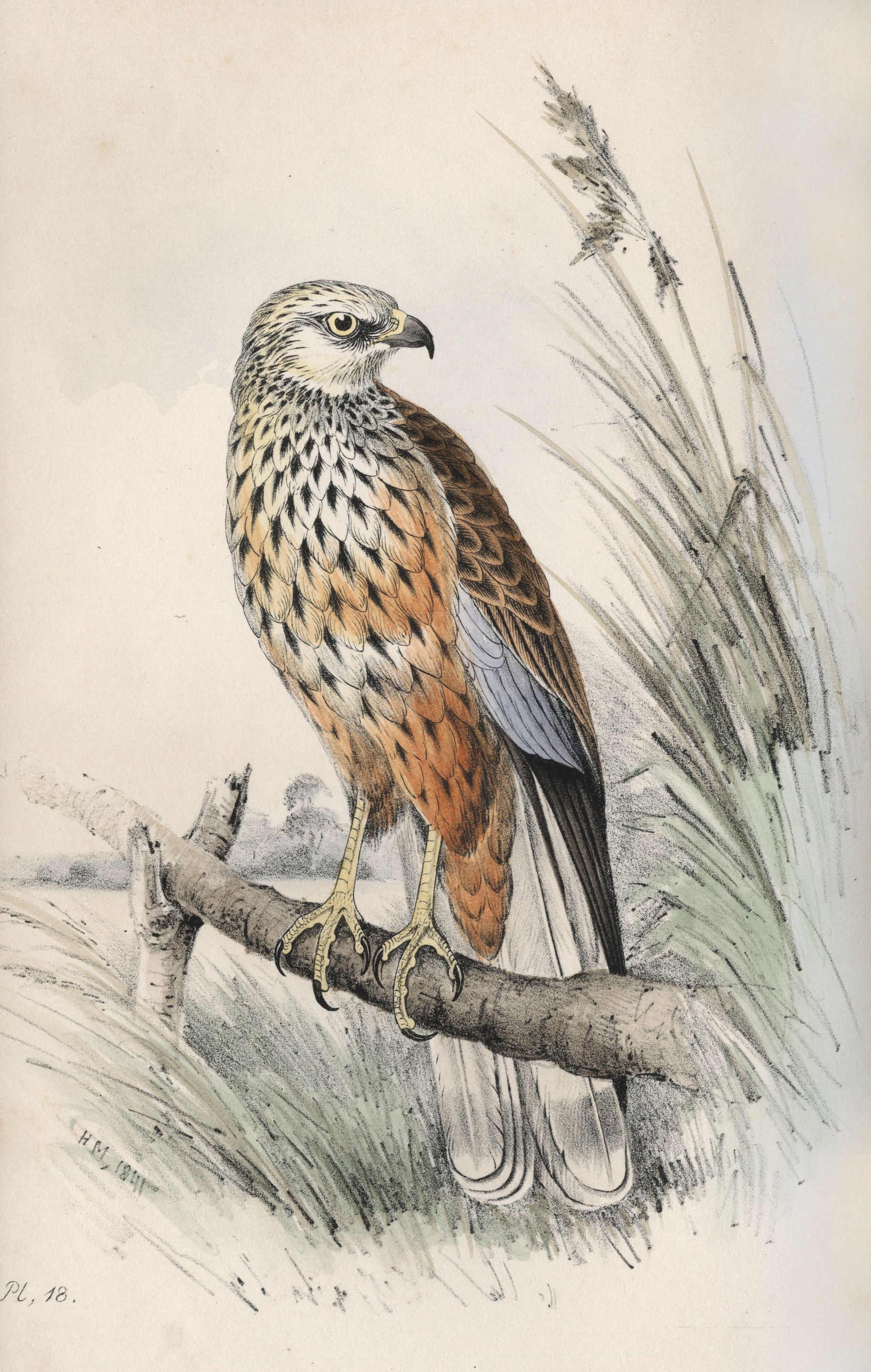 Bonhams : MEYER (HENRY LEONARD) Coloured Illustrations of British Birds ...