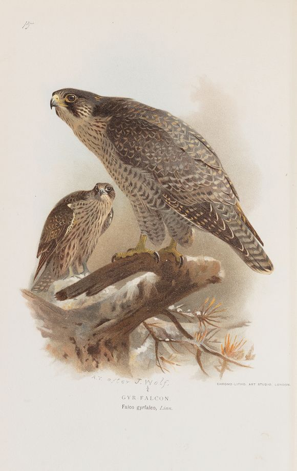 Bonhams : LILFORD (THOMAS L. POWYS, FOURTH BARON) Coloured Figures of ...