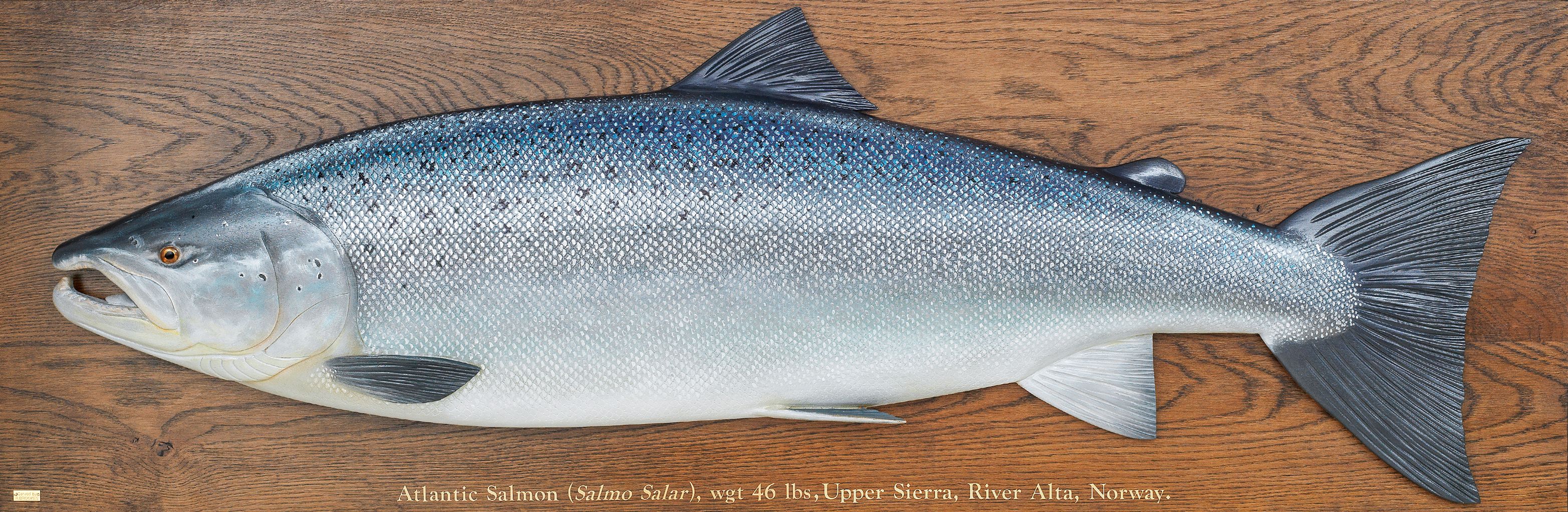Bonhams : A CARVED WOODEN MODEL OF AN ATLANTIC SALMON BY ROGER BROOKES