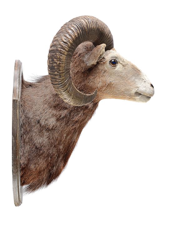 Bonhams : A Taxidermy European Mouflon head
