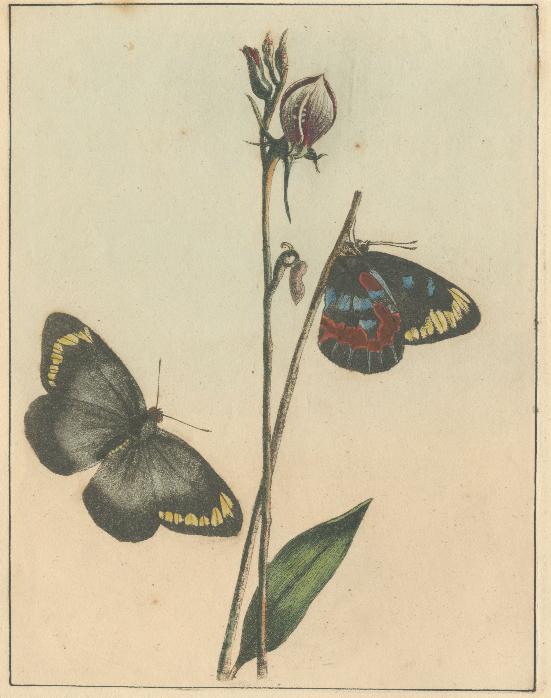 Bonhams : LEWIN (JOHN WILLIAM) A Natural History of the Lepidopterous ...