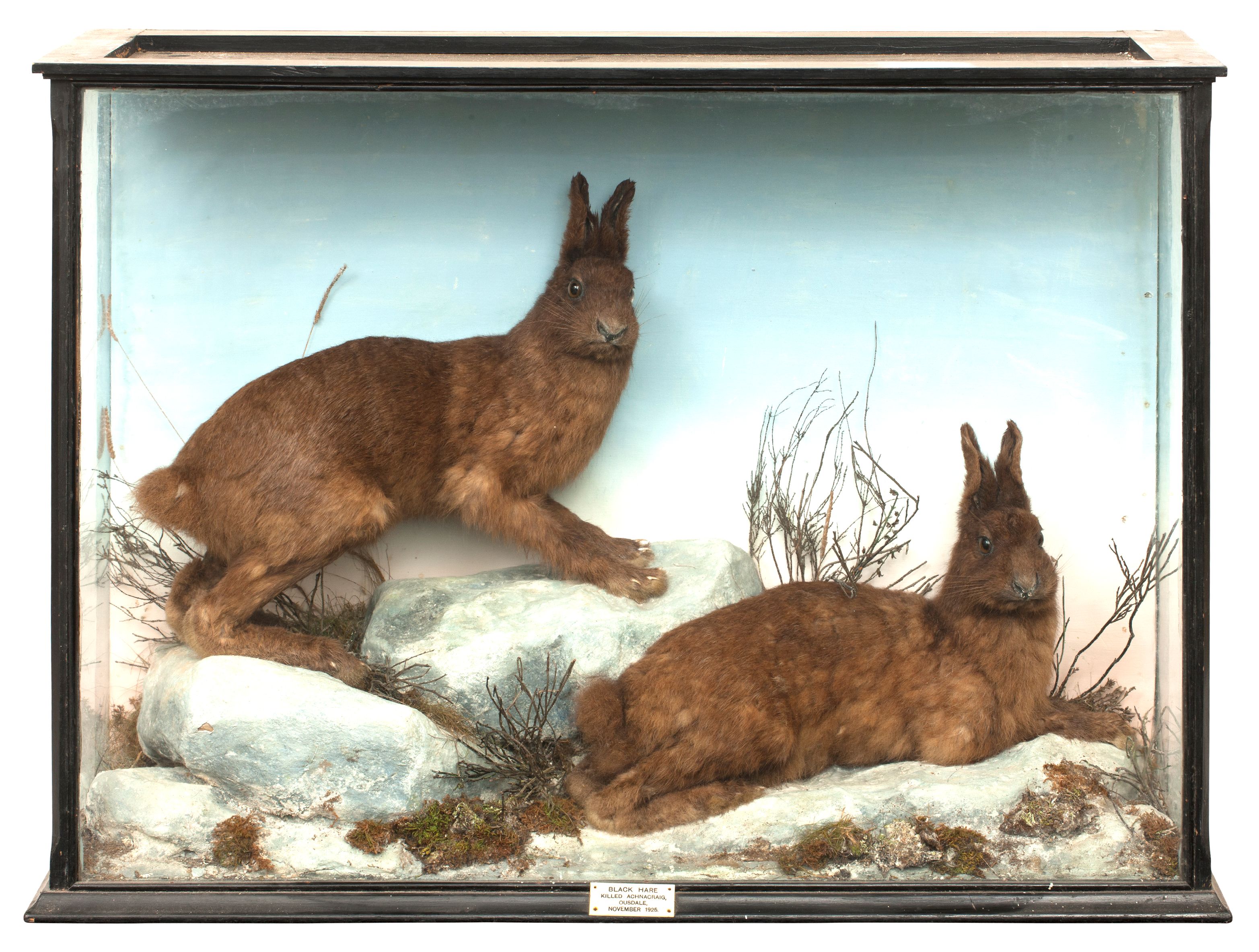 Bonhams : A pair of taxidermy mounted black hare