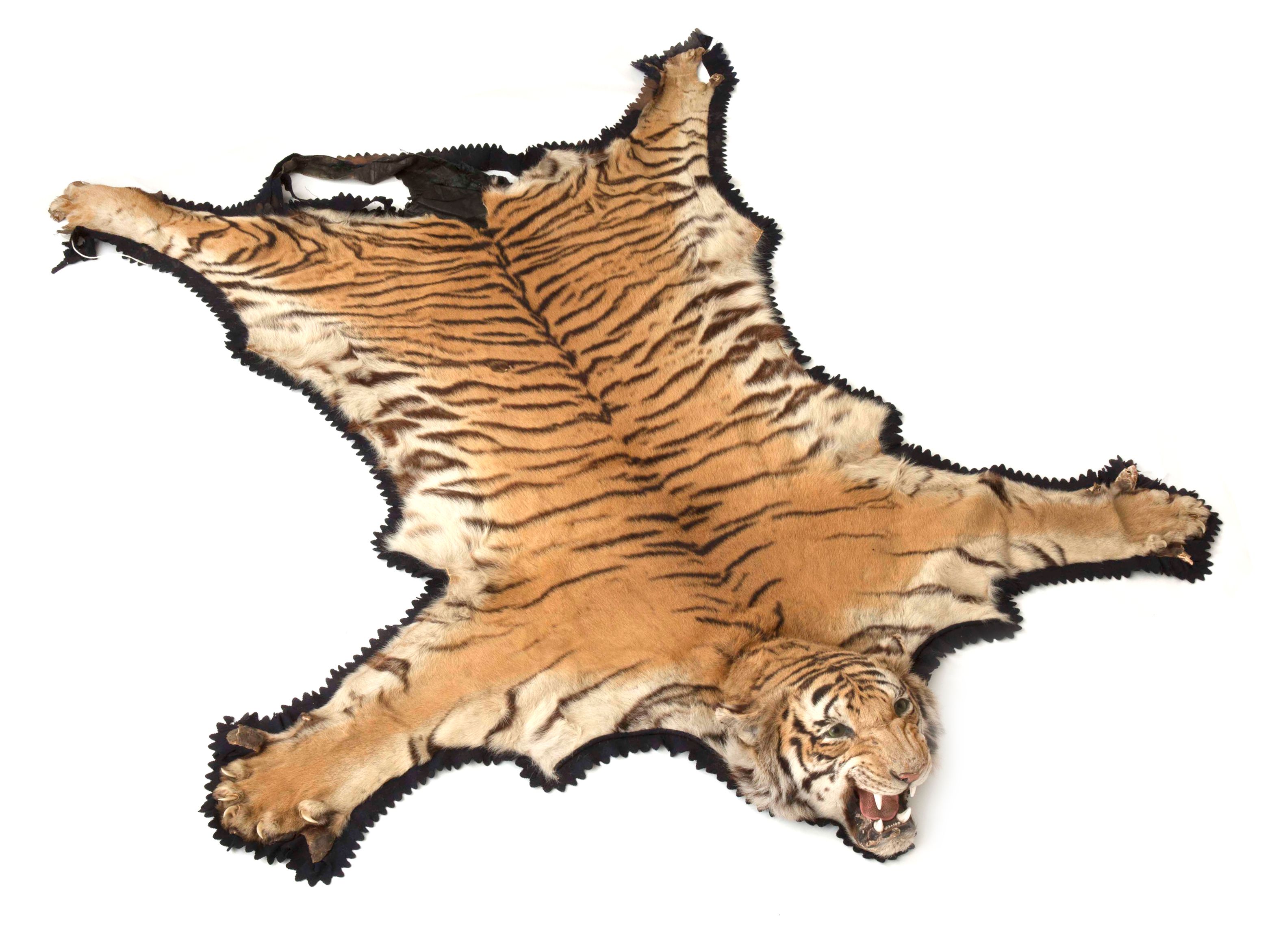 Bonhams : A late 19th century taxidermy mounted Tiger skin rug ...